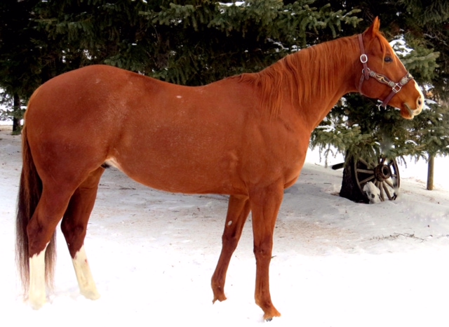 Rusty Quam Barrel Horses – Home to Blue Is Rare, Foolish Perks, Simply ...