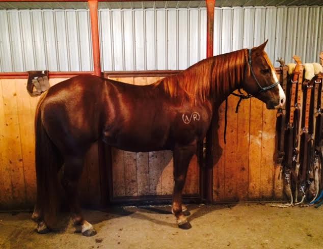 Rusty Quam Barrel Horses – Home to Blue Is Rare, Foolish Perks, Simply ...